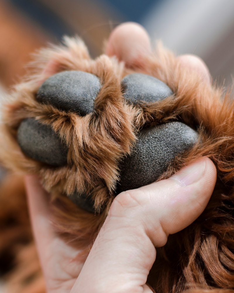 How to Clean your Pets Paws – DOMESTEE